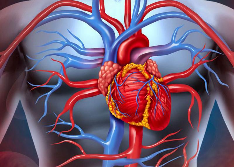 Misurare lo spessore dell'EAT per prevenire le patologie cardiache | La ...